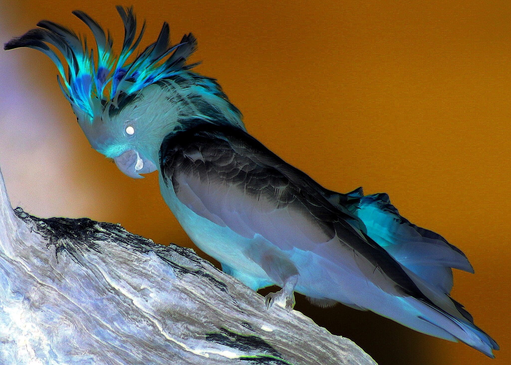 Kyrex Digitech Redefined